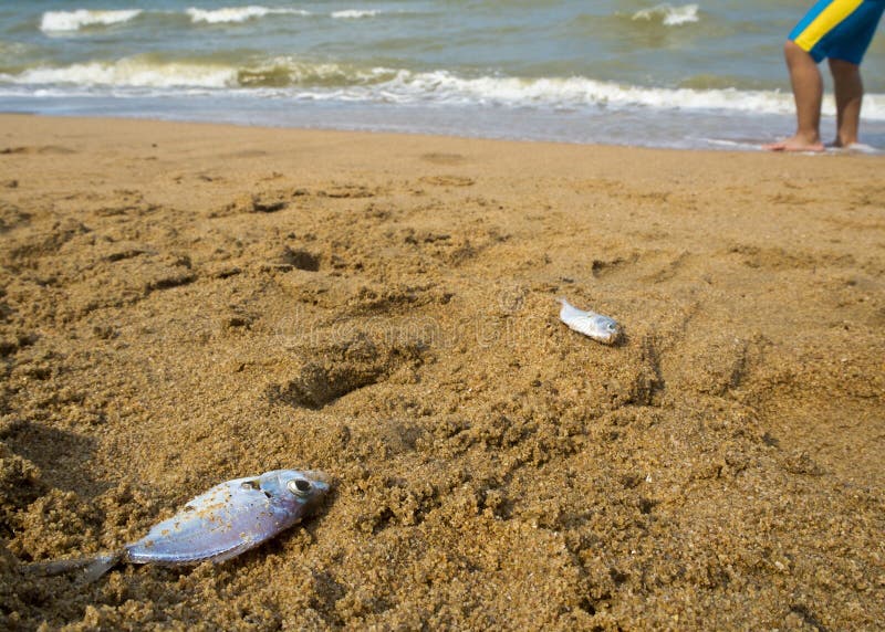 Dead fish stock photo. Image of outdoor, coast, rotting - 71992510