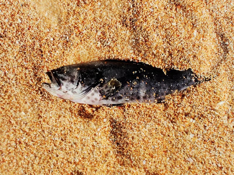 Dead Fish on the Sand Beach Stock Photo - Image of nature, decay: 96918064