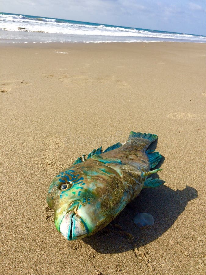 Dead fish stock image. Image of pacific, fish, ocean - 79785841