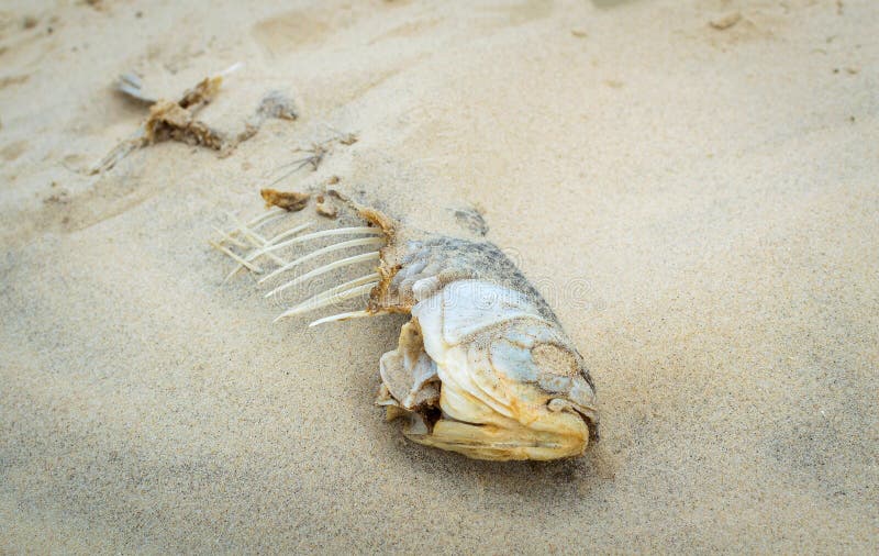 Dead Fish on the Sand Beach Stock Photo - Image of coast, bone: 96184298