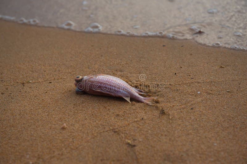 Dead Fish on the Sand Beach at Sunset Time. Stock Photo - Image of ...