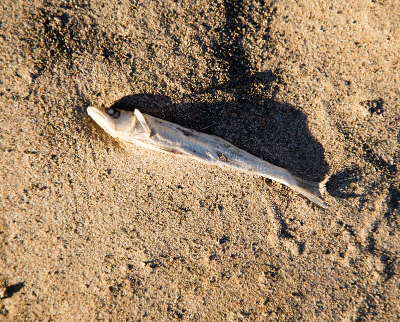 Dead Fish on the Sand in the Desert Stock Image - Image of suffocated ...