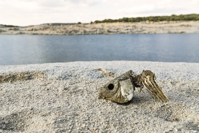 Dead Fish on the Sand because of the Drought. Fishbone on the Sand ...