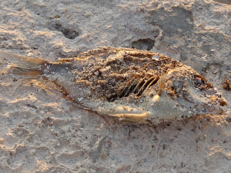 Dead fish in the sand stock photo. Image of fishbones - 40165752