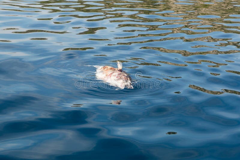 Dead fish in the sea stock image. Image of problem, rotten - 163548773
