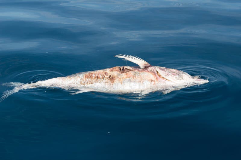 Dead fish in the sea stock photo. Image of problem, dead - 163548804
