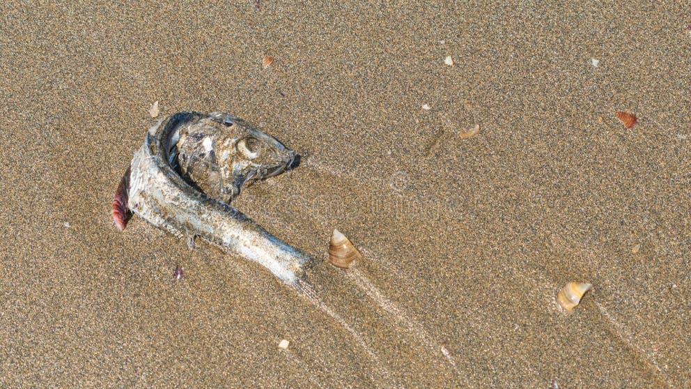 Dead Fish on the Seashore, Global Climate Change Stock Image - Image of ...