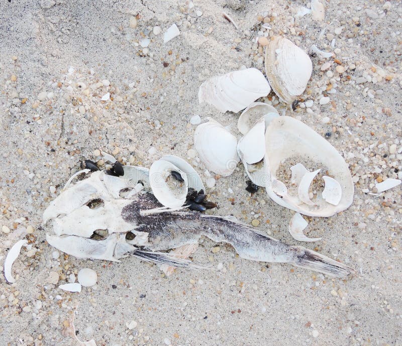 Dead fish and shell stock image. Image of coast, star - 32799203