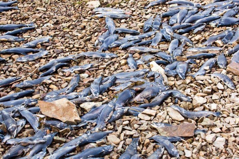 Dead fish shore stock image. Image of food, decay, beach - 22557511