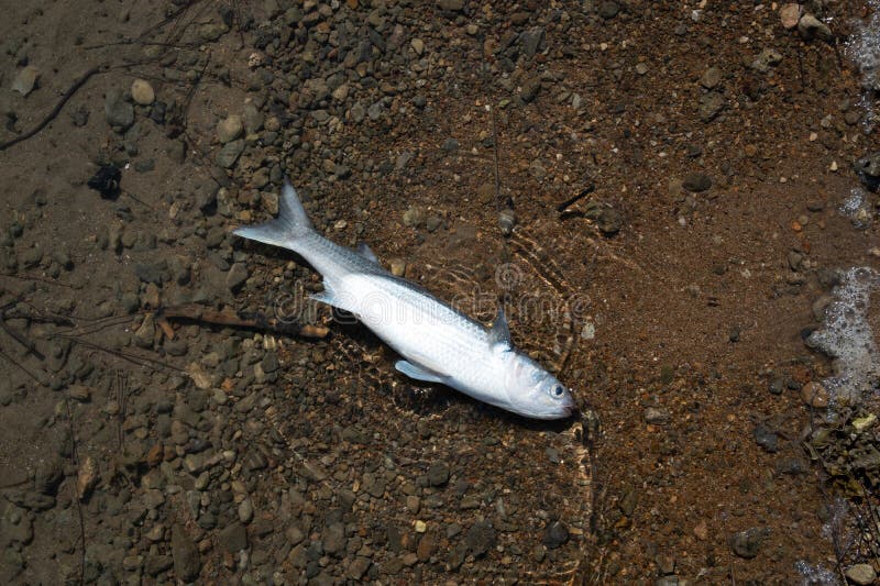Dead fish on the shore stock photo. Image of beach, summer - 200829804