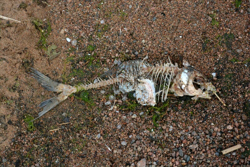 Dead Fish on the Shore Decomposes Stock Photo - Image of disaster ...