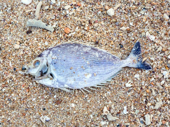 Dead fish stock image. Image of decay, danger, ecological - 34230981