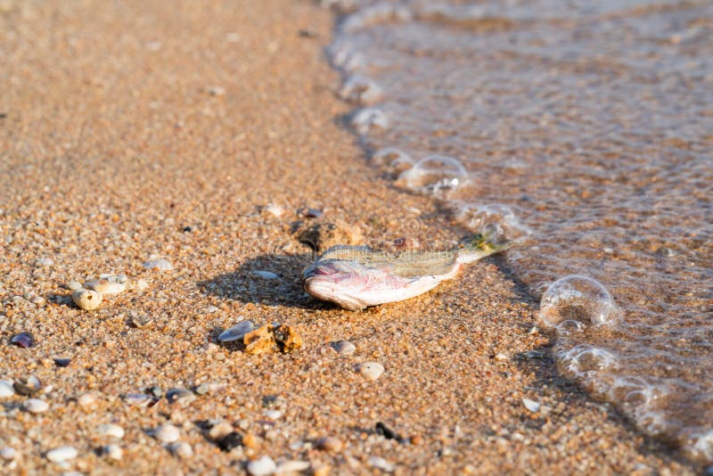 Dead fish at shore stock photo. Image of ocean, fish - 152895820