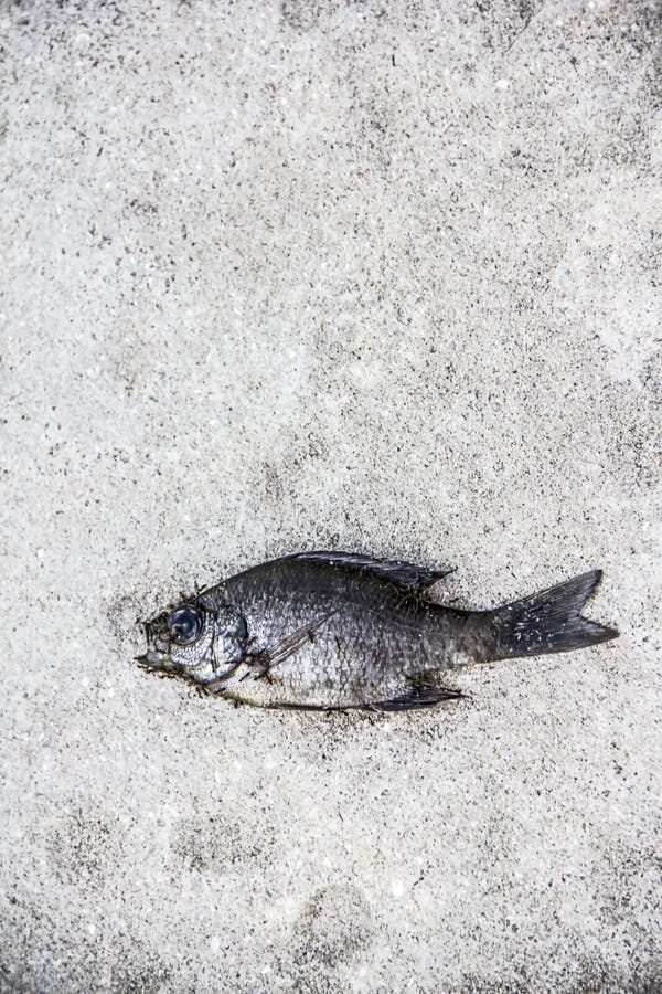 Dead Fish on a the Sidewalk Stock Photo - Image of meal, head: 206210614