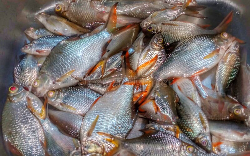 The Dead Fish Species of Barb Stock Image - Image of barb, aquarium ...