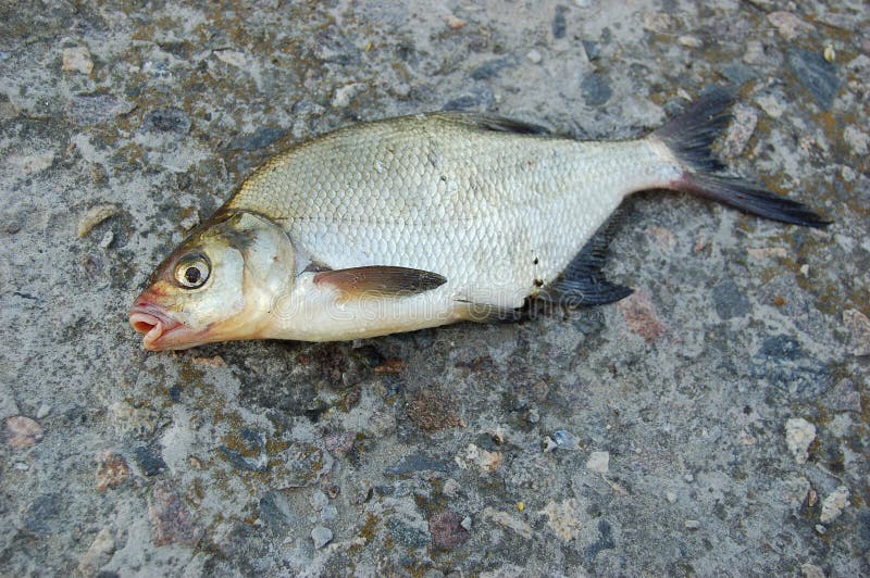 Dead fish on the stones stock image. Image of animal - 84503669