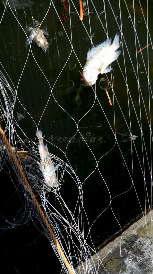 Dead fish stuck in the net stock photo. Image of clothing - 269899120