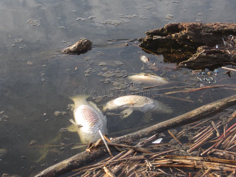 Dead Fish Floating on the Surface of the Water. Generative AI Stock ...