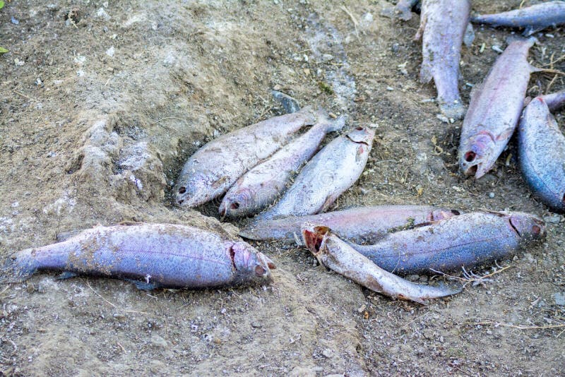 Dead Fish Thrown on the Ground Stock Photo - Image of fins, eyes: 36543496