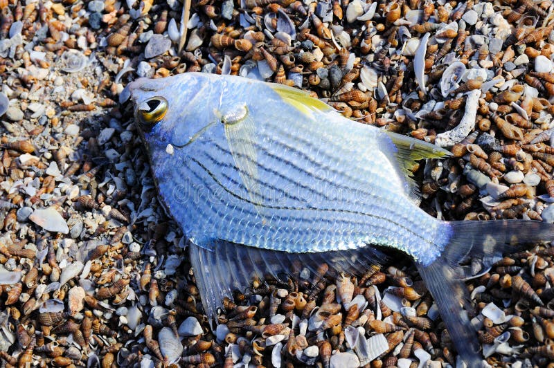 Dead fish - Tilapia stock photo. Image of dead, sand, fish - 9252976