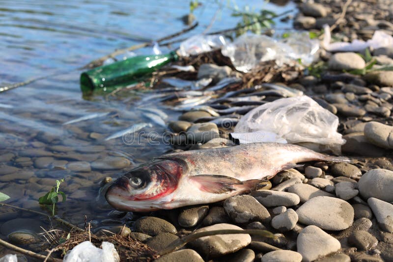 Dead Fish among Trash Near River. Environmental Pollution Concept Stock ...