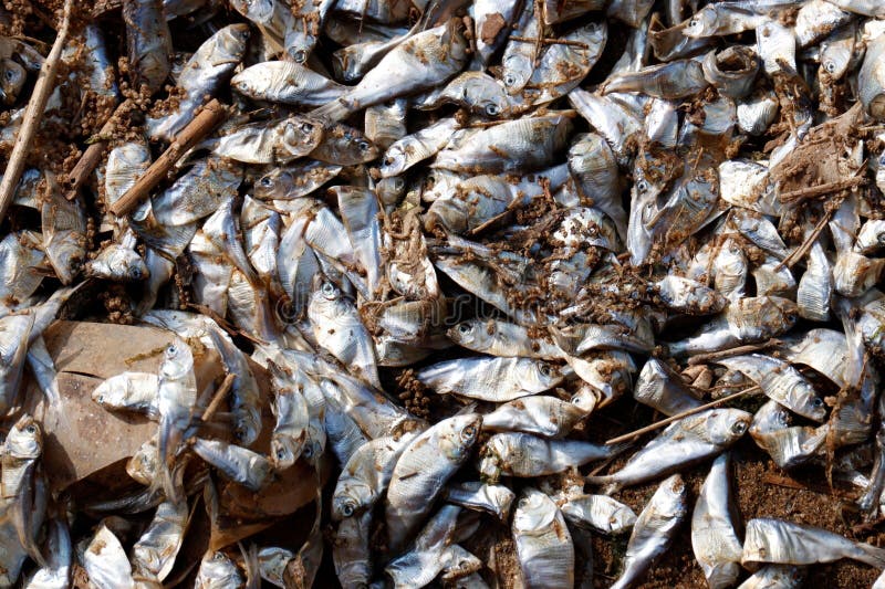 Dead Fish Washed Up Along Raritan Bay. Stock Image - Image of dead ...