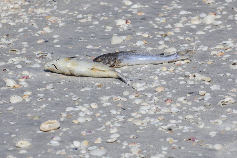 Dead Fish Washed Up on the Beach Stock Photo - Image of impact ...