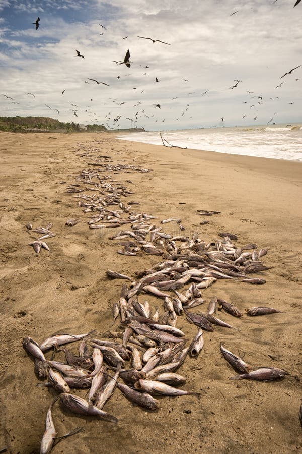Dead Fish Washed Up on Beach Stock Photo - Image of zorritos, fish ...