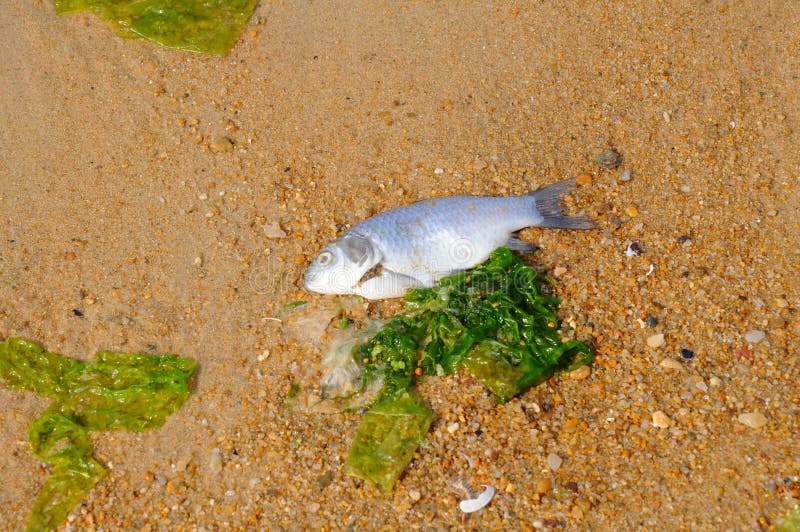 Dead fish stock photo. Image of sand, silver, seaweed - 41049114