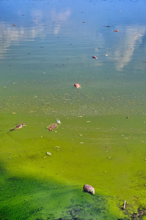 Dead Fish in the Waste Lake of Urban Park. Environmental Problems ...