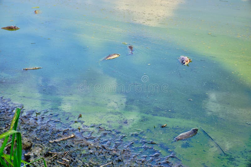 Dead Fish in the Waste Lake of Urban Park. Environmental Problems ...