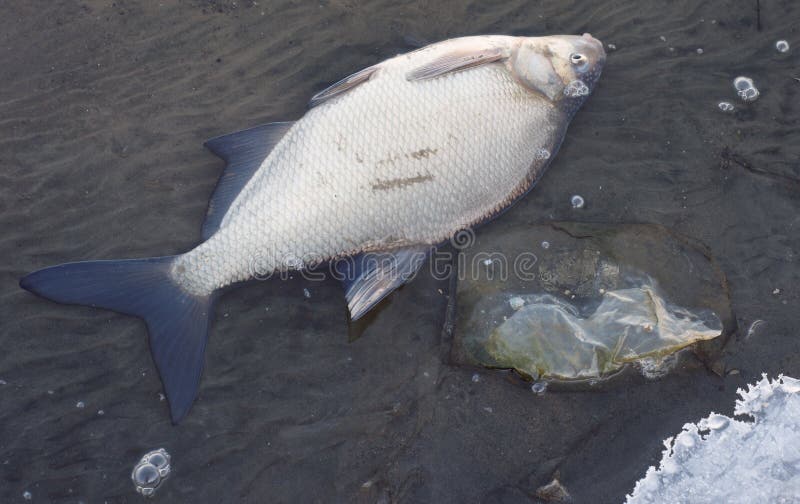 Dead fish in water stock image. Image of grass, animals - 13382451