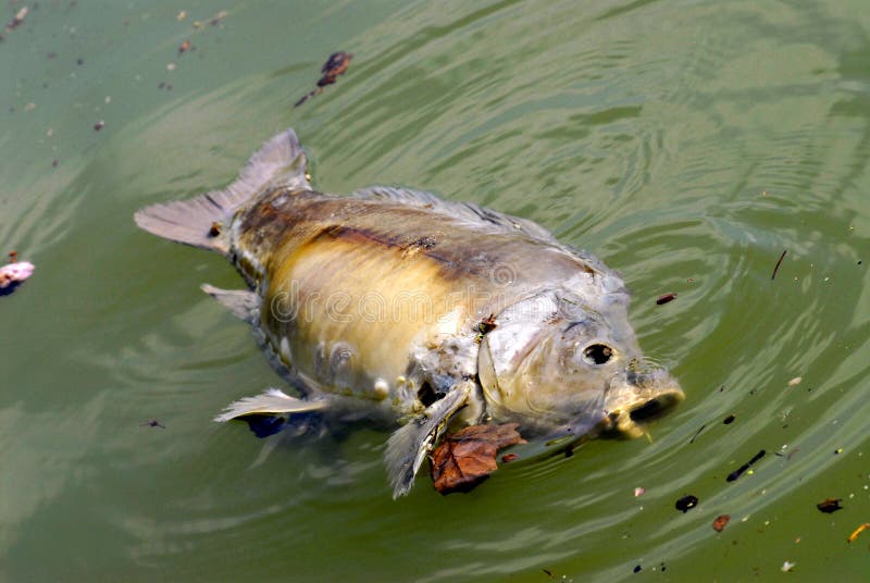 Industrial Waste Water stock photo. Image of industry - 2980858