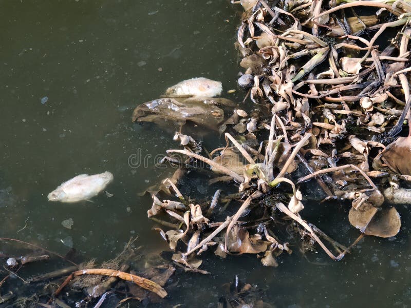 Fish Die Lake Water Hyacinth Stock Photos - Free & Royalty-Free Stock ...