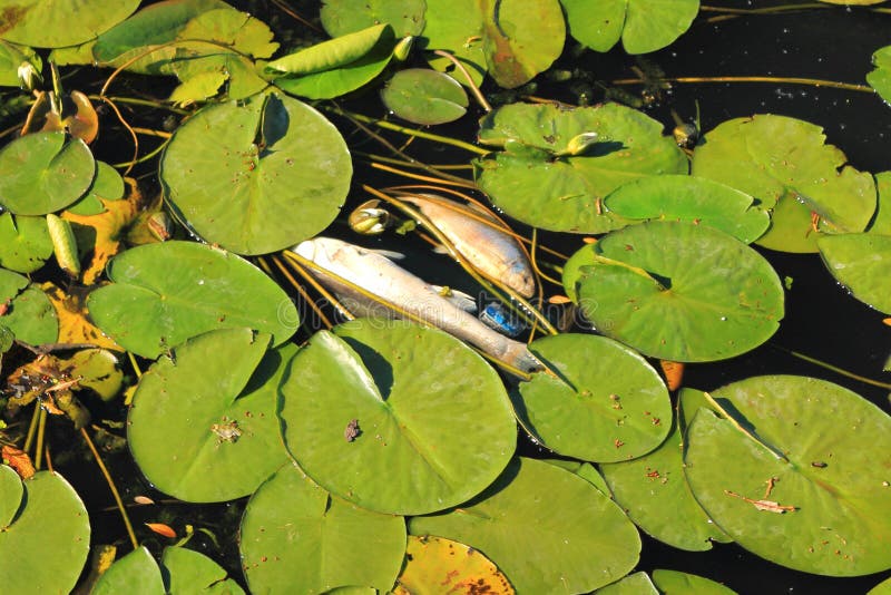 Dead Fish among Water-lily Leaves Stock Photo - Image of leaves, perch ...