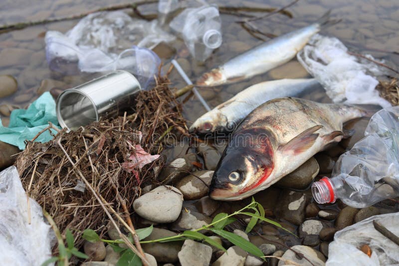 Dead Fishes among Trash Near River. Environmental Pollution Concept ...
