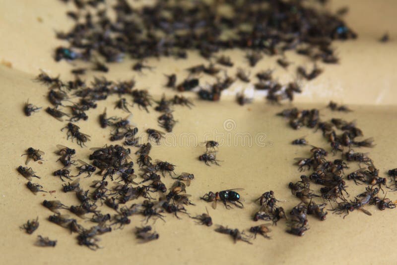 Dead Flies Caught on Flypaper Stock Image - Image of control, kill ...
