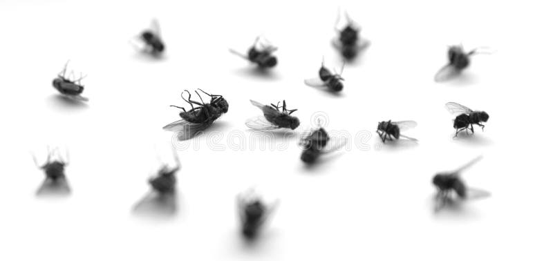 Dead Flies Insects Many Several with Legs in Air Stock Photo - Image of ...