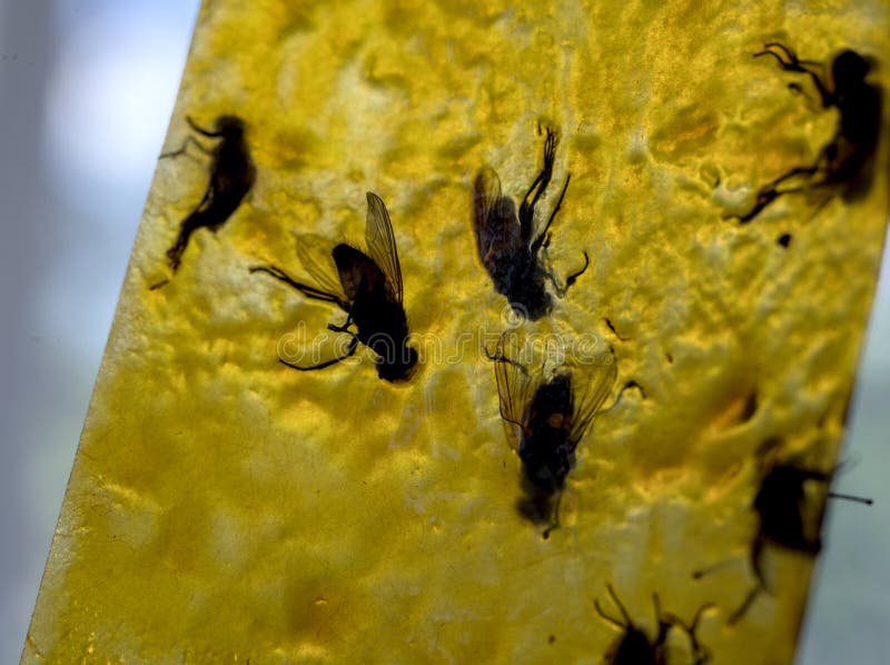 Dead Flies on a Sticky Tape. Stock Image - Image of dead, gnat: 330011395