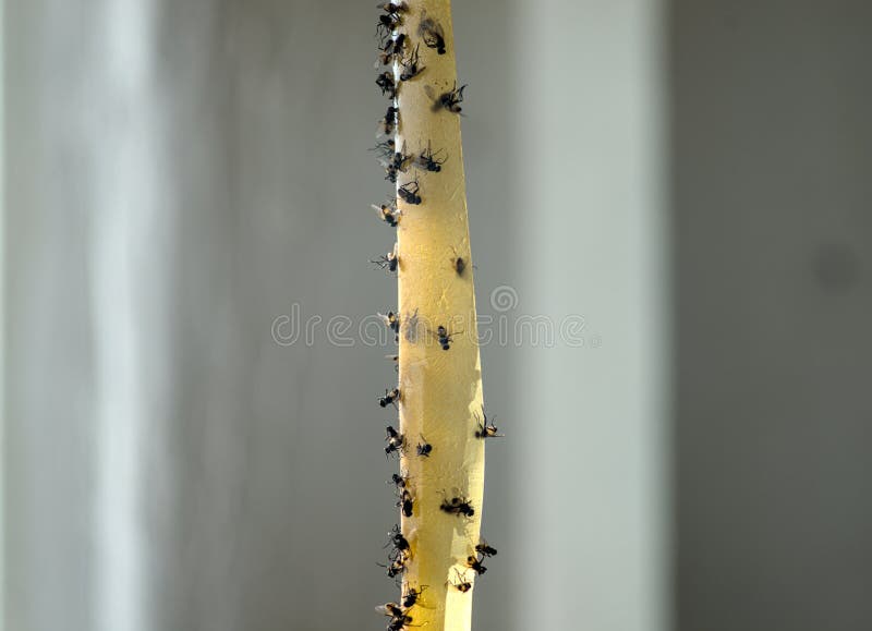 Dead Flies on Sticky Tape, Trap for Flies with Glue. Stock Image ...