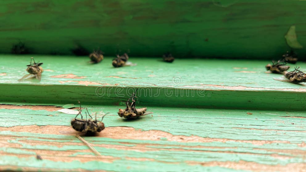 Dead Flies on the Windowsill in Spring Stock Photo - Image of animal ...