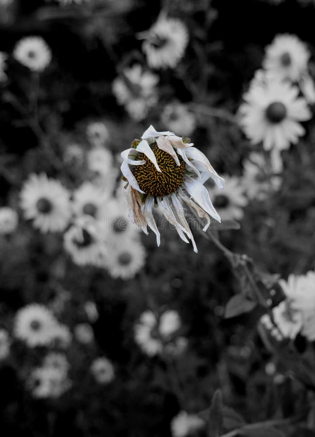 Dead flower color stock photo. Image of white, plant - 181374996