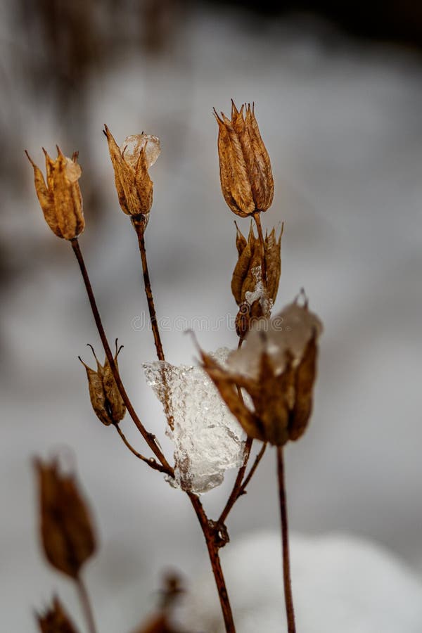 Dead flower in the ice stock photo. Image of closeup - 210204702