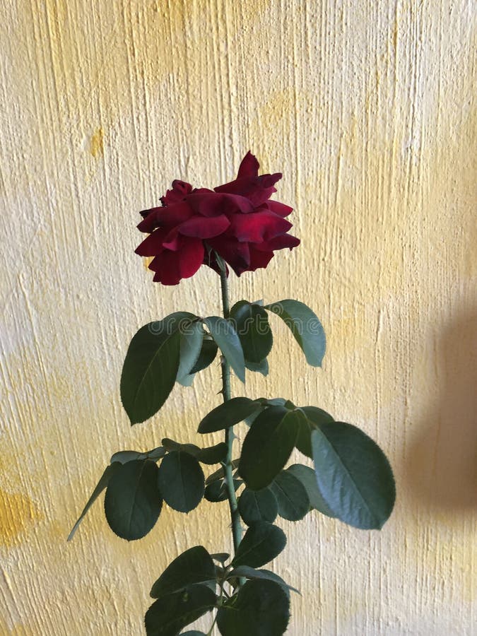 Dead flower stock image. Image of backround, yellow - 186912145