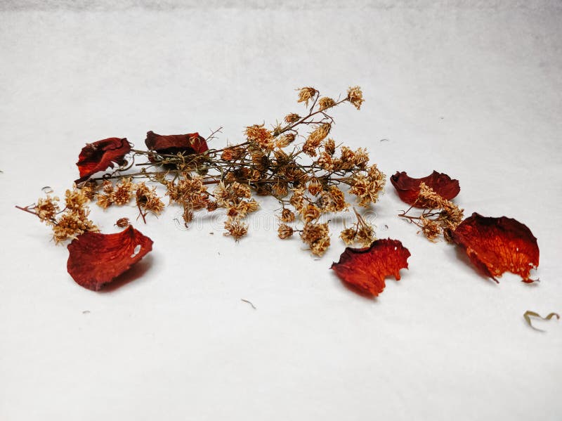 Dead Flower with Rose Petals Stock Photo - Image of emotion, rose ...