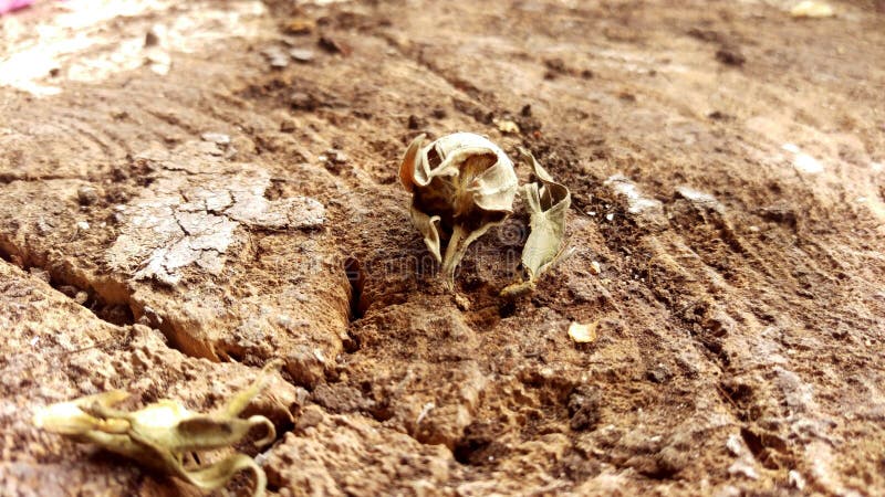 Dead flower stock photo. Image of mixed, bands, textures - 93081932