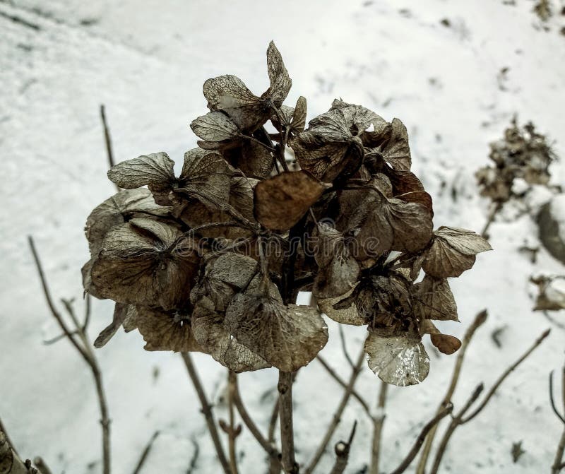 Dead Flower Stock Photos - Download 29,945 Royalty Free Photos