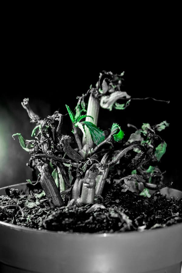 Dead Flower stock photo. Image of circle, dead, earth - 98468060