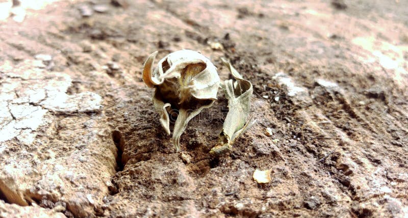 Dead flower 3 stock image. Image of wall, leaves, green - 93081775