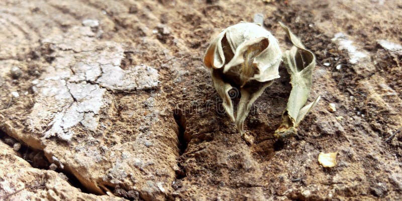 Dead flower stock photo. Image of raise, game, growing - 93081880